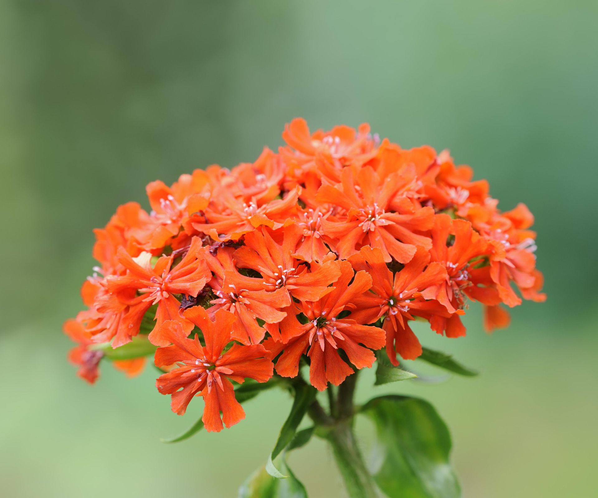 How to grow Silene chalcedonica: an expert flower guide | Homes and Gardens