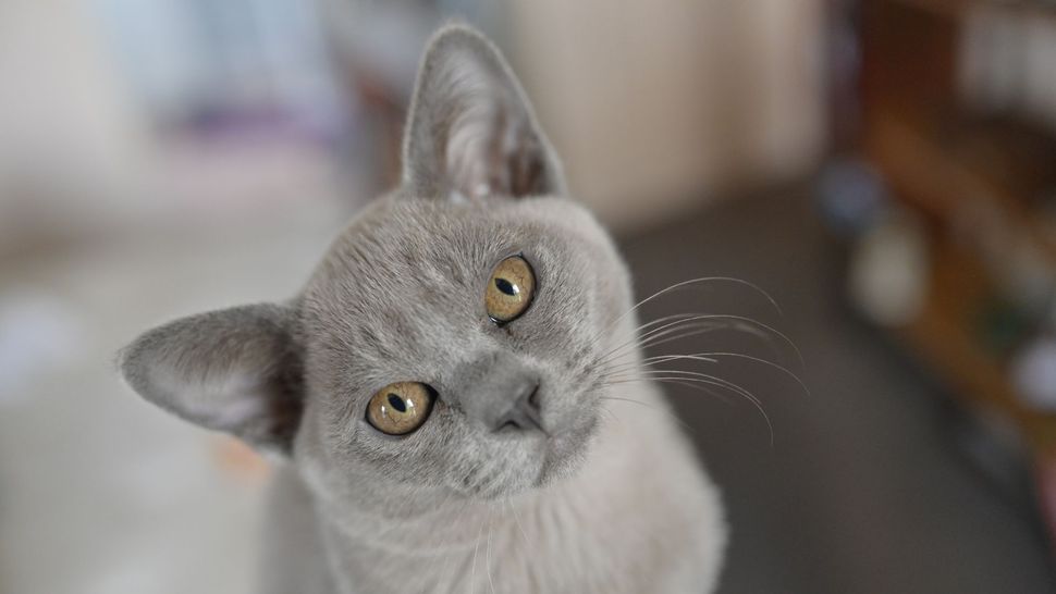 Burmese cat: Breed profile and information | PetsRadar