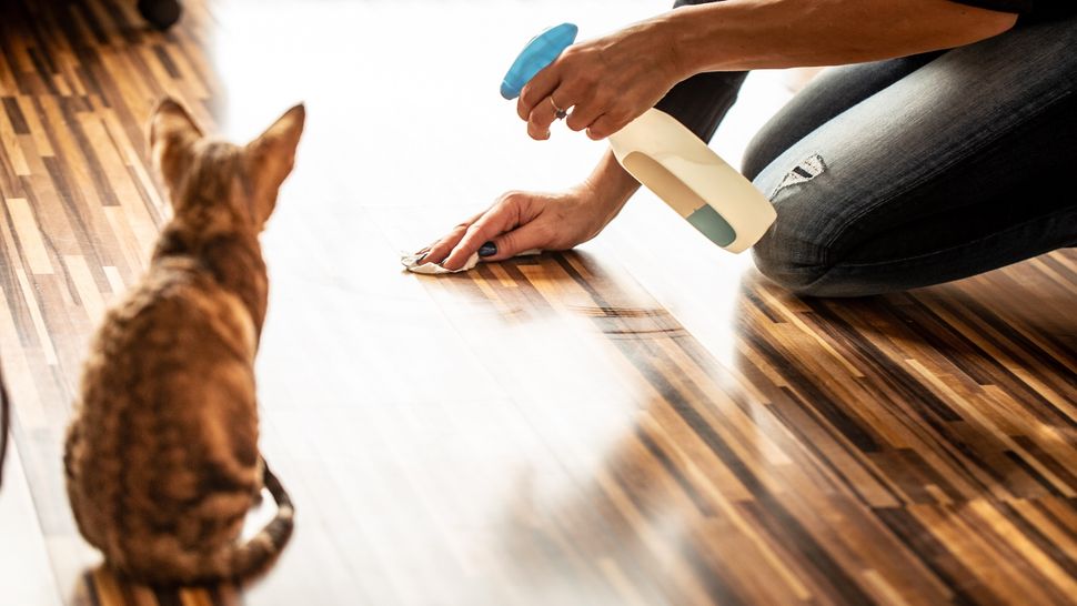 How to stop a cat from peeing in the house | PetsRadar