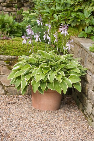 How to winterize hostas | Homes & Gardens