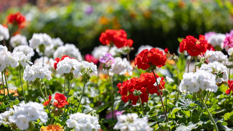 How To Grow Geraniums For Vibrant Blooms All Summer Long | Gardening ...