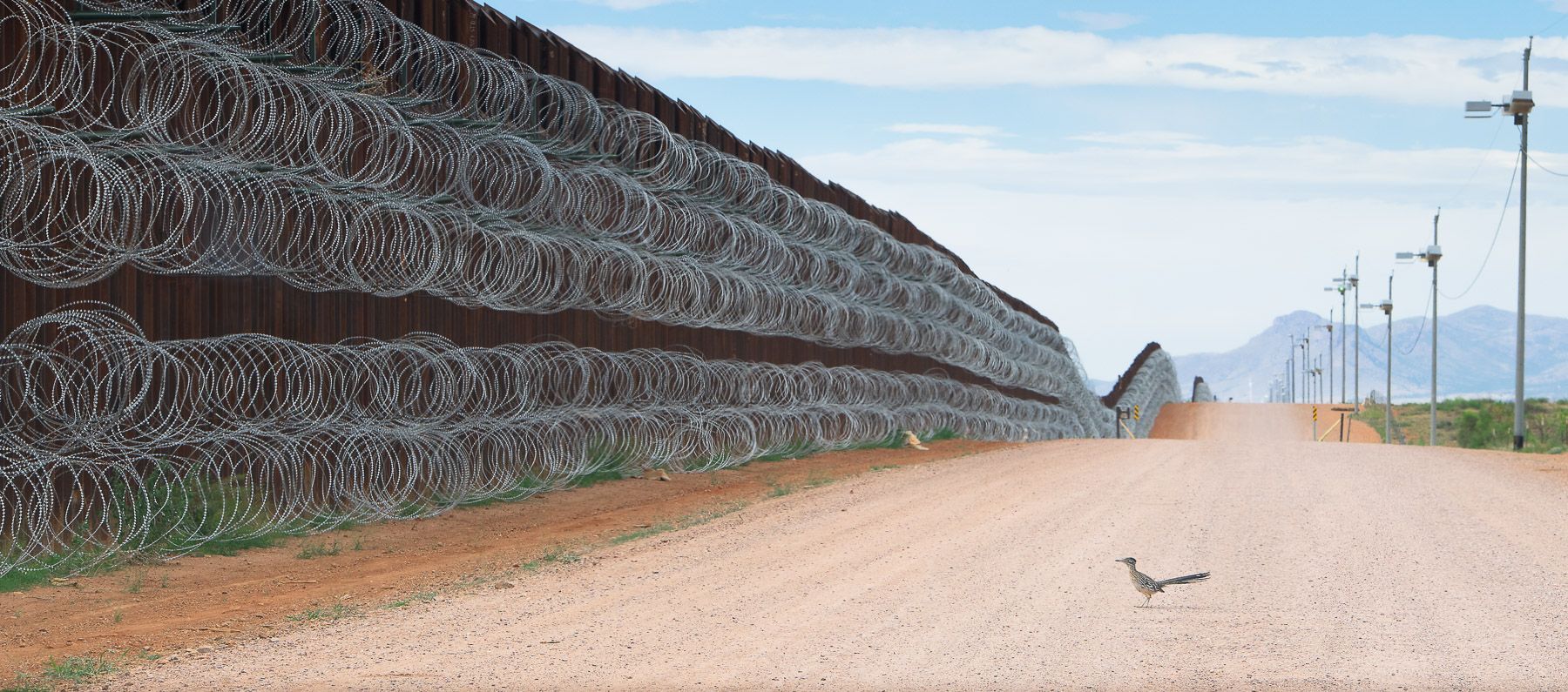 Incredible photograph of roadrunner stopped by Trump's wall wins award ...