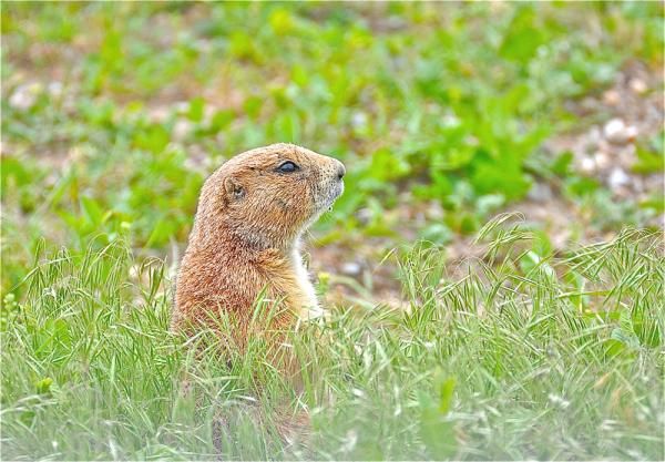 Photos: Prairie Dog Images | US Wildlife, American Prairies | Live Science