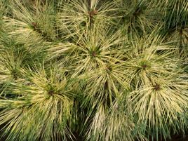 Tips & Information about Pine | Gardening Know How