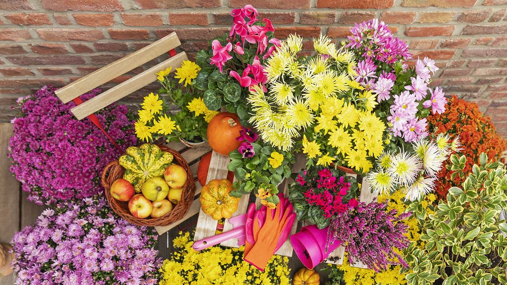 7 Cold-Loving Plants for Fall and Winter Porch Pots | Gardening Know How