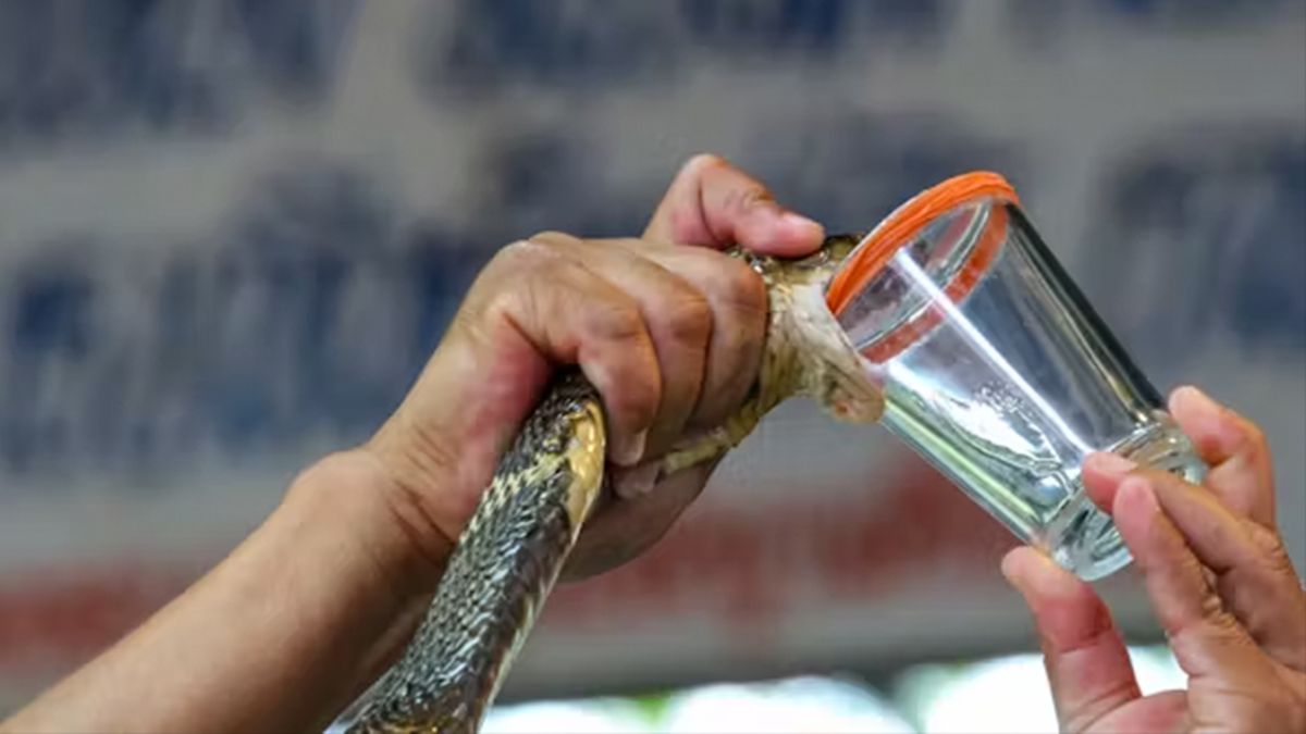 We're finally close to a universal antivenom that works against cobra ...