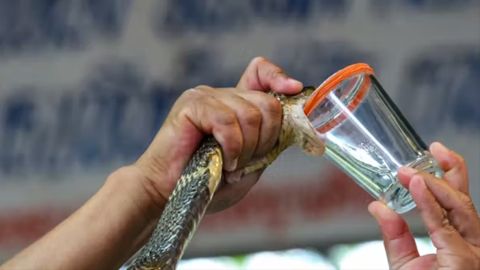 We're finally close to a universal antivenom that works against cobra ...