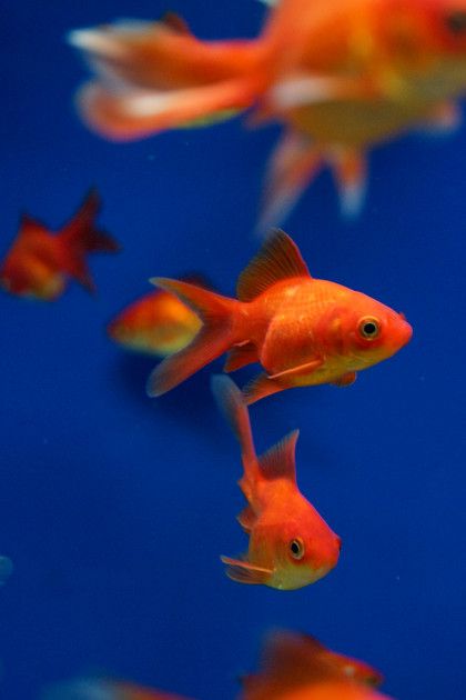 Sample Images - Sony Alpha a65 review - Page 6 | TechRadar