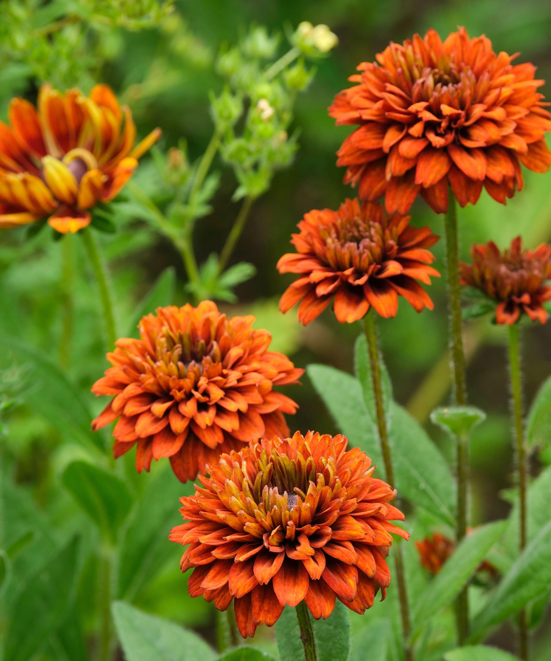 Sensational Black-Eyed Susan Varieties For Months Of Color | Gardening ...