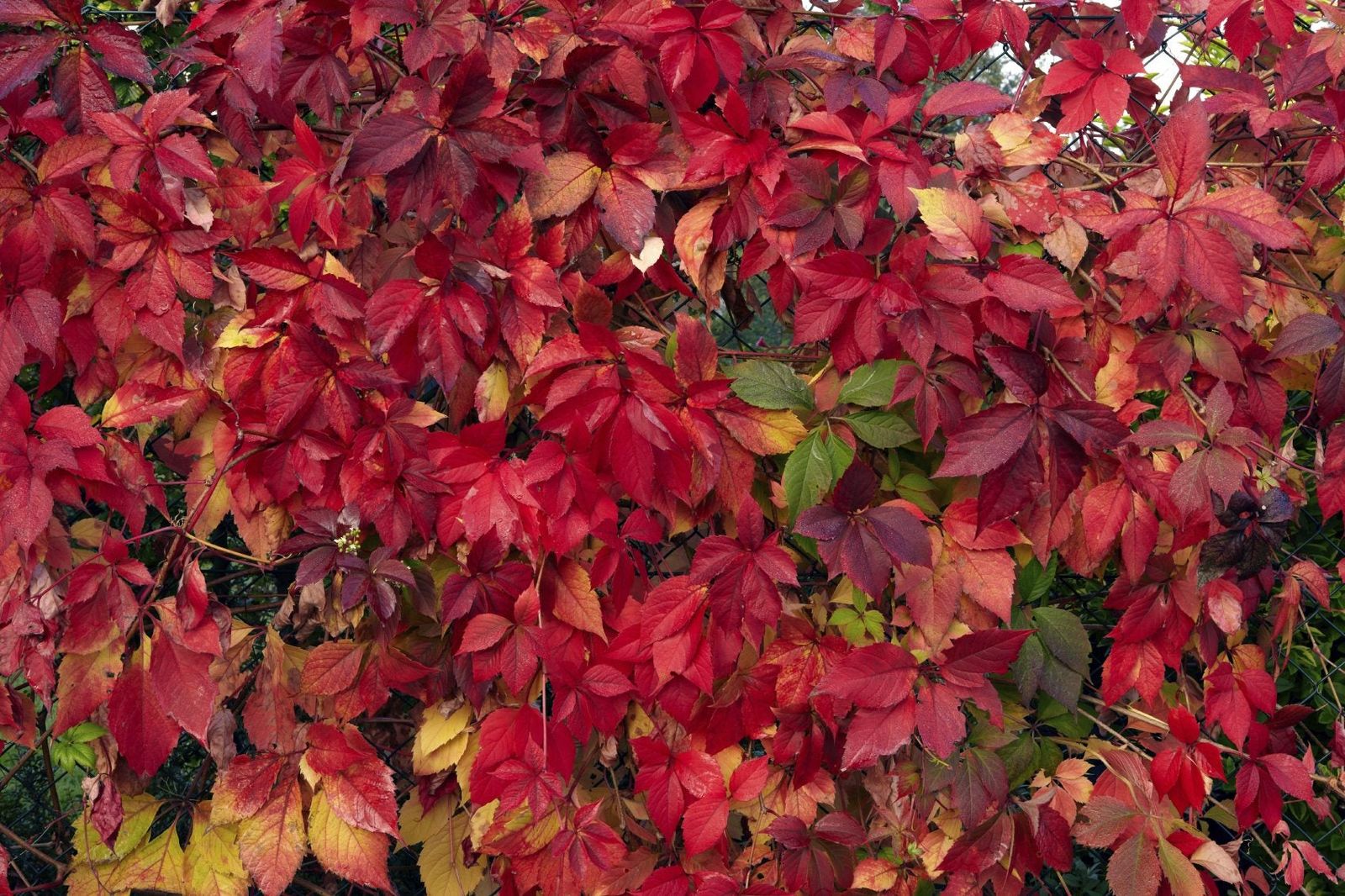How To Get Red Foliage - Why Foliage Doesn't Turn In Shrubs Or Trees ...