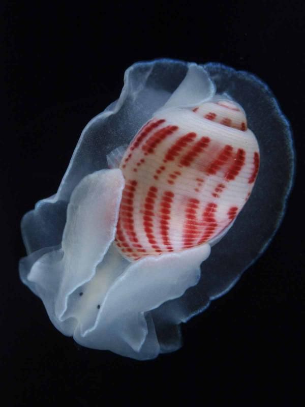 Gallery: Creatures from the Census of Marine Life | Live Science
