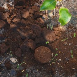 Topsoil vs compost - experts explain the key differences | Ideal Home