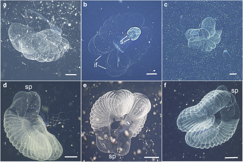 In Photos: Gorgeous Sea Blob in Monterey Bay | Live Science