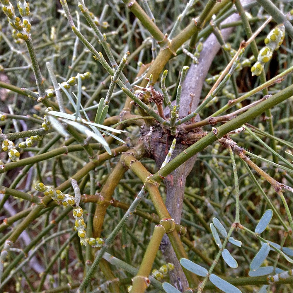 Desert Mistletoe: Photos of 'Tree Thieves' in the American Southwest ...
