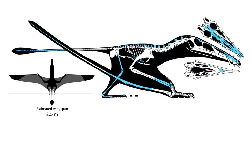 Largest Jurassic pterosaur on record unearthed in Scotland | Live Science