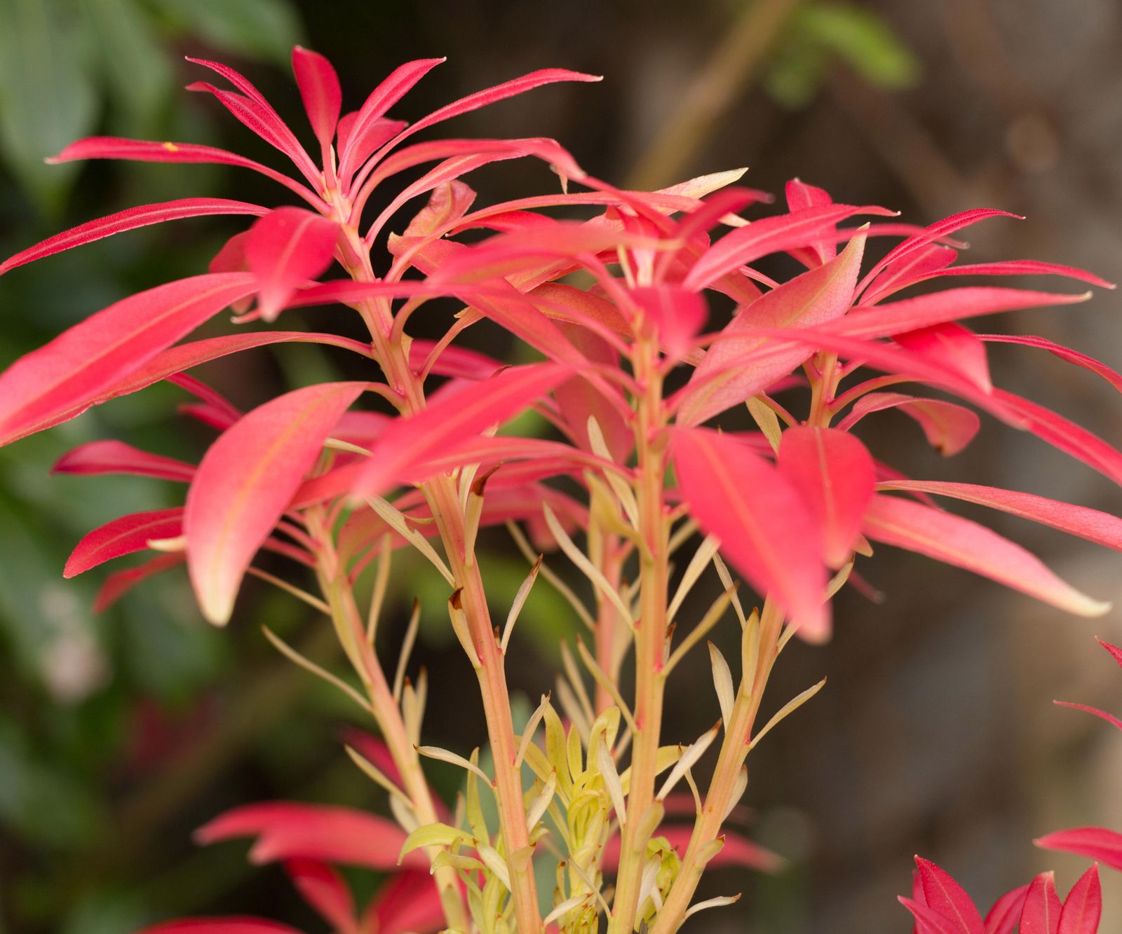 Pieris care and growing guide: expert tips on andromeda bush | Homes ...
