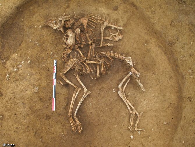 In images: Deformed skulls and Stone Age tombs from France | Live Science