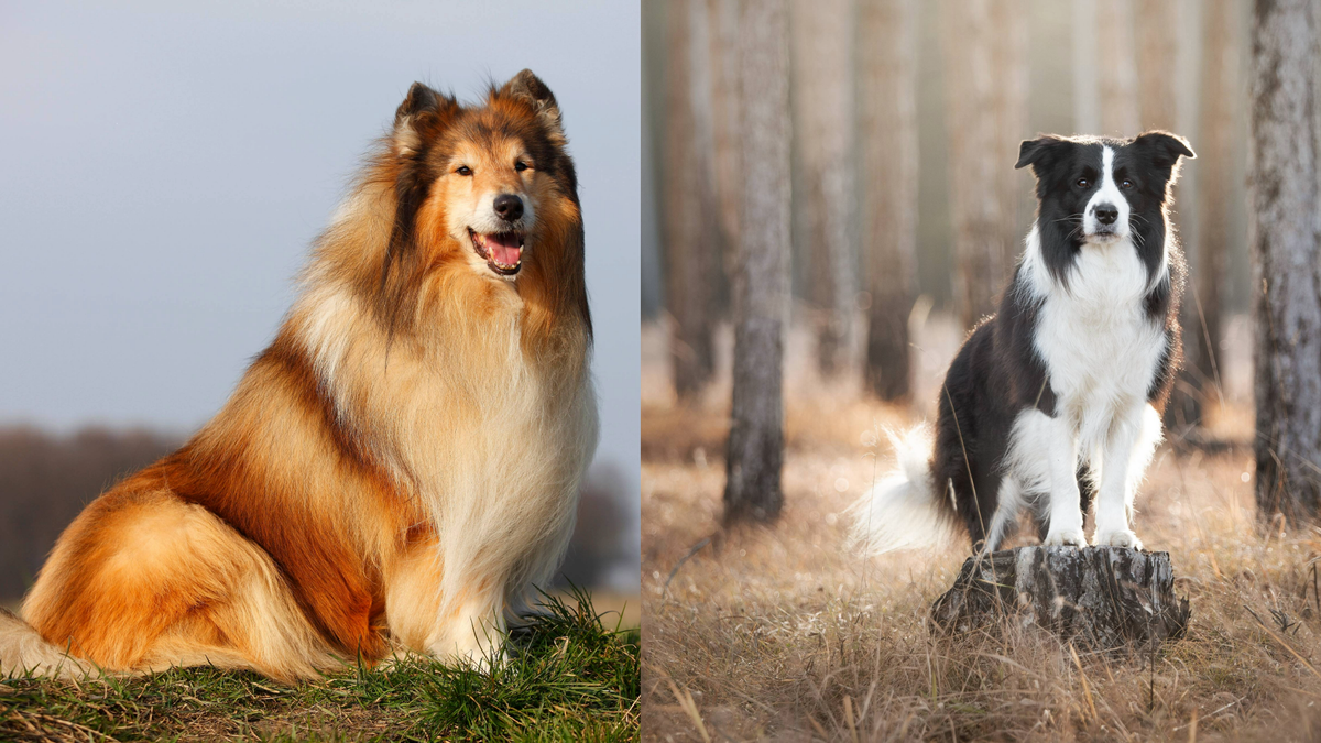 Border Collie vs collie: What's the difference? | PetsRadar
