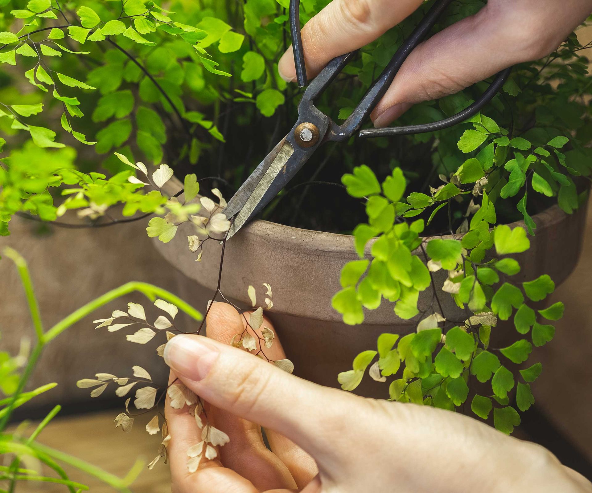 How to care for a maidenhair fern: top tips for indoors | Homes and Gardens