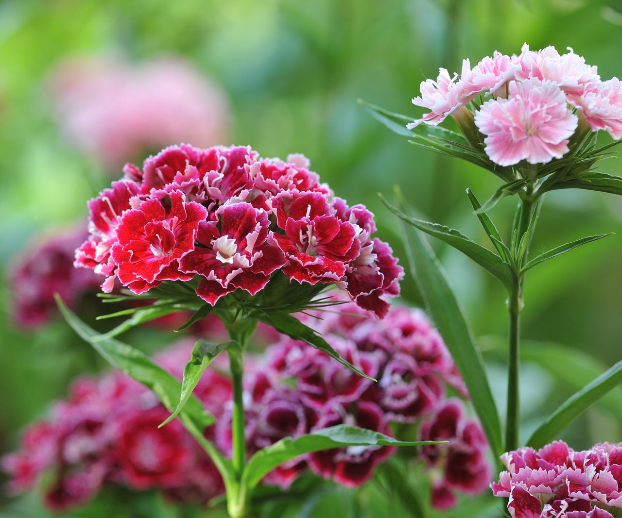 Is it necessary to deadhead sweet William? Expert advice | Homes and ...