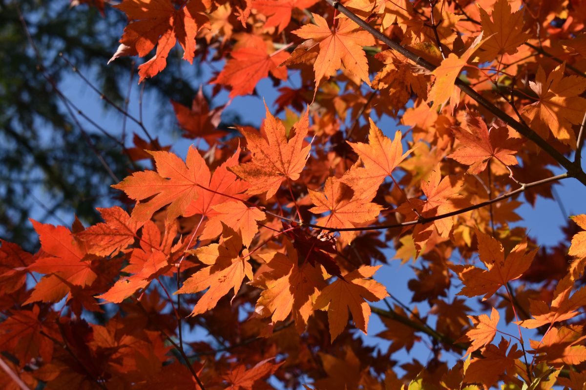 Nikon D3500 review | Digital Camera World