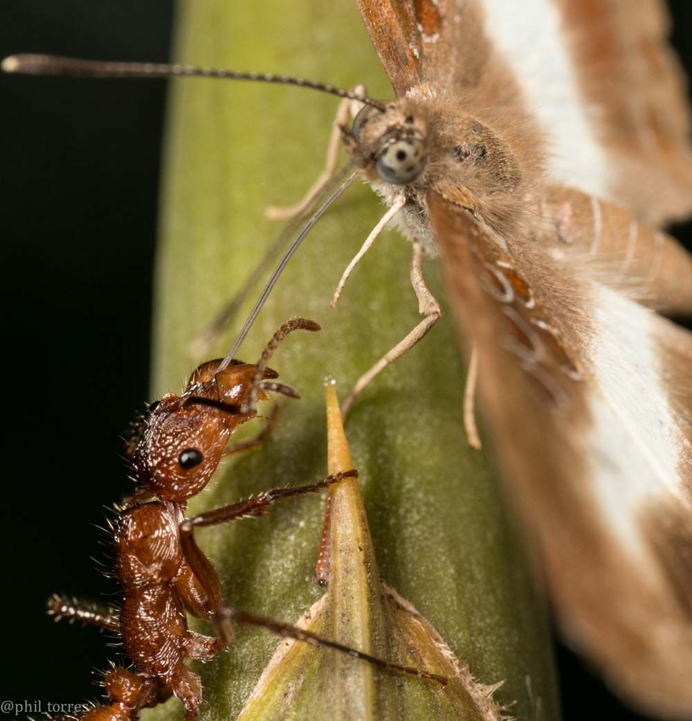Photos: Butterflies Snag Goo from Unwitting Ants: Page 2 | Live Science