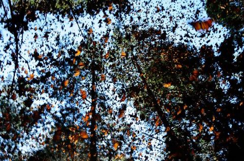 Quest for Survival: Photos of Incredible Animal Migrations | Live Science