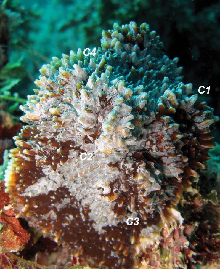 Coral Reefs - News and Scientific Articles on Live Science - Page 8 ...