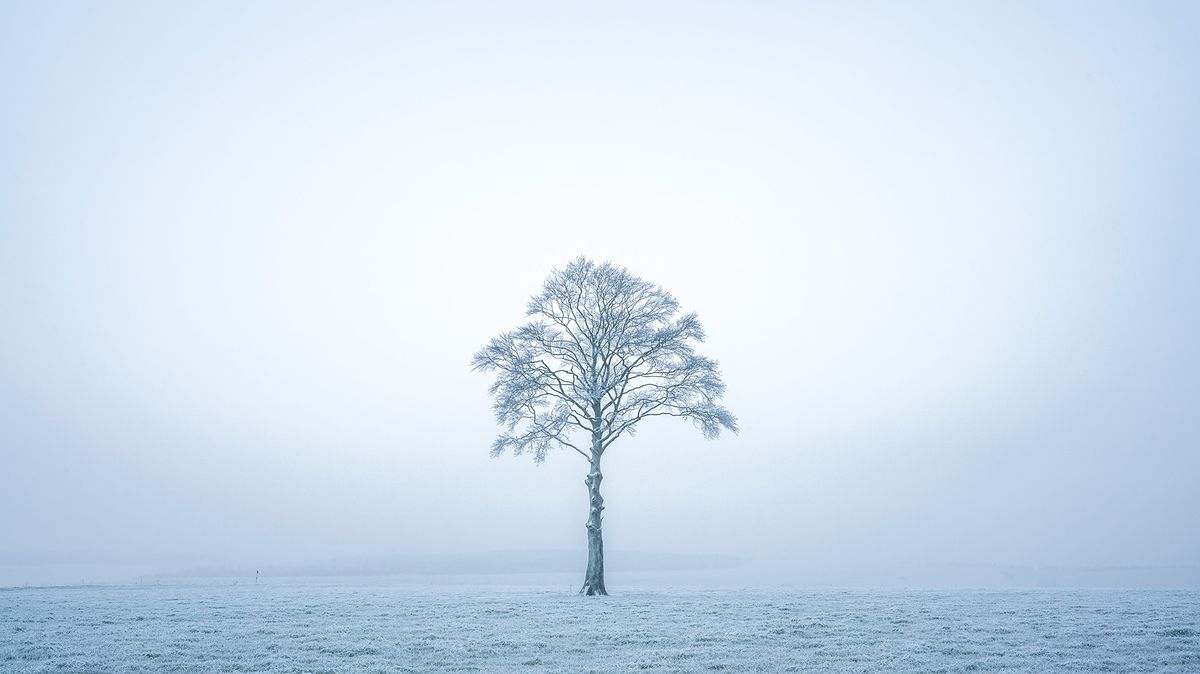 This landscape photographer's lone tree images are solid as an oak ...
