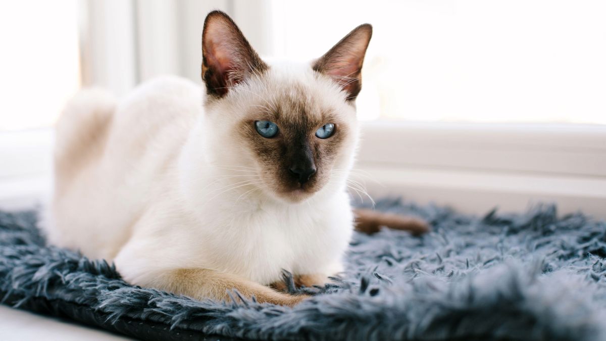 20 indoor cat breeds you’ll want in your home | PetsRadar