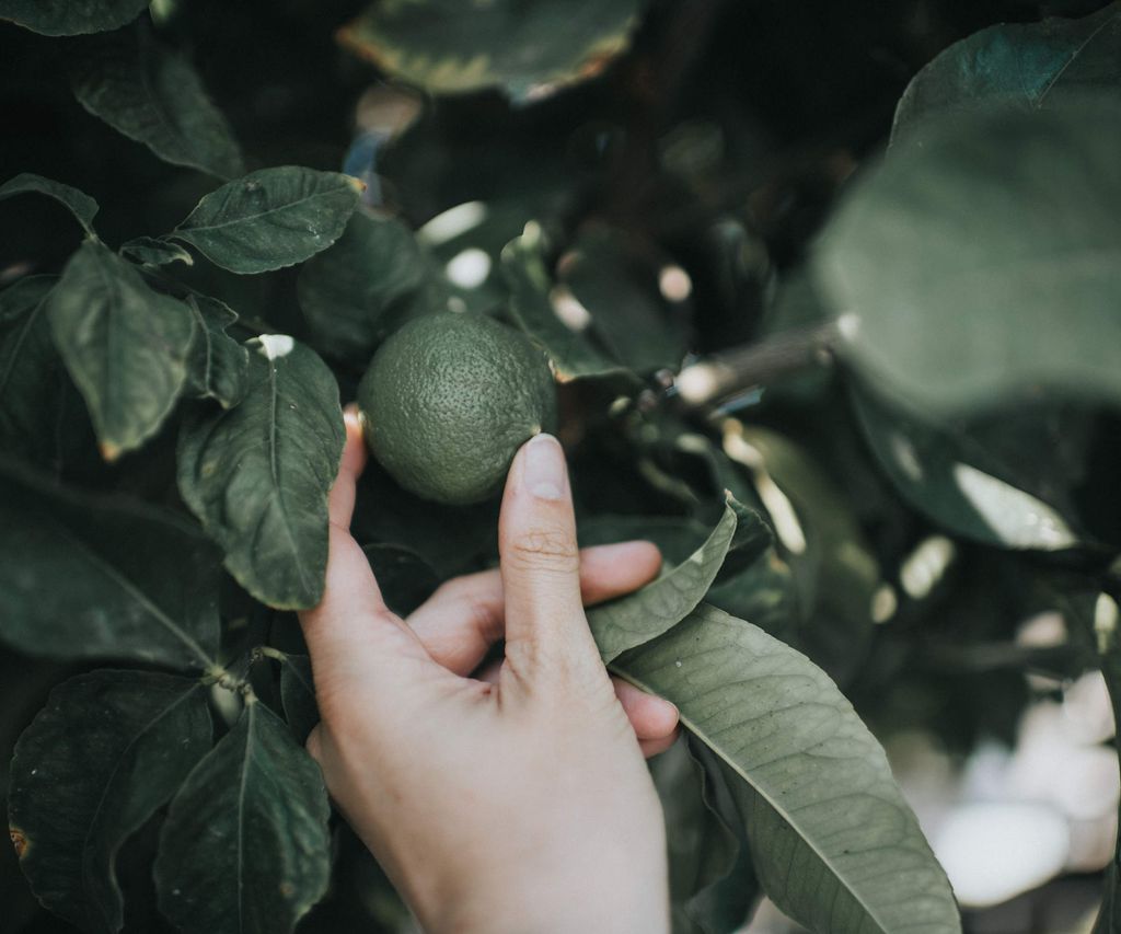 How to prune a lime tree - expert tips for correct trimming | Homes and ...