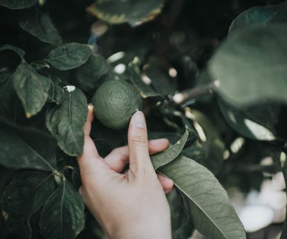 How to prune a lime tree - expert tips for correct trimming | Homes and ...