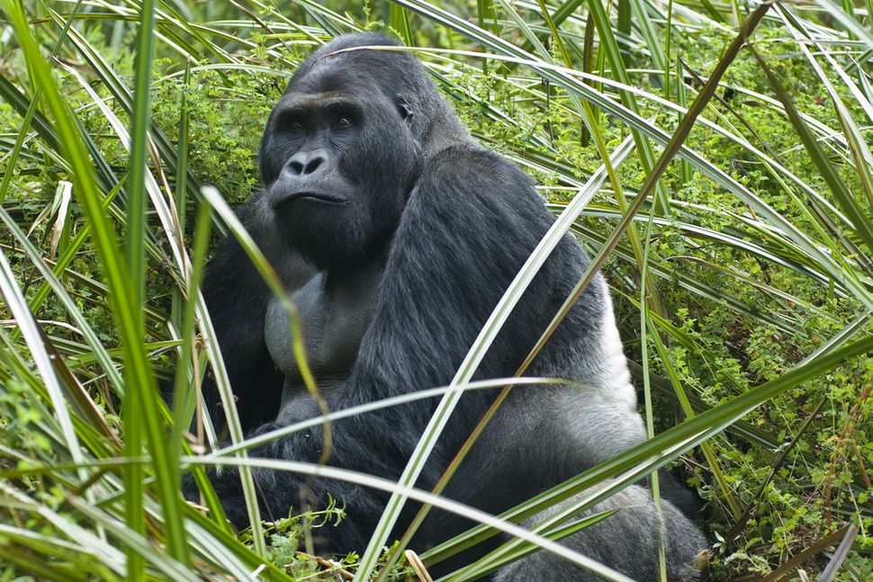 Images: Gorilla Species & Subspecies | Live Science