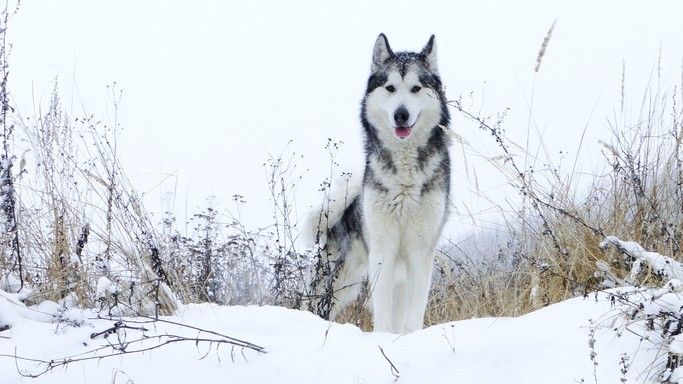 10 best dog breeds for cold weather: Meet the winter wonders | PetsRadar