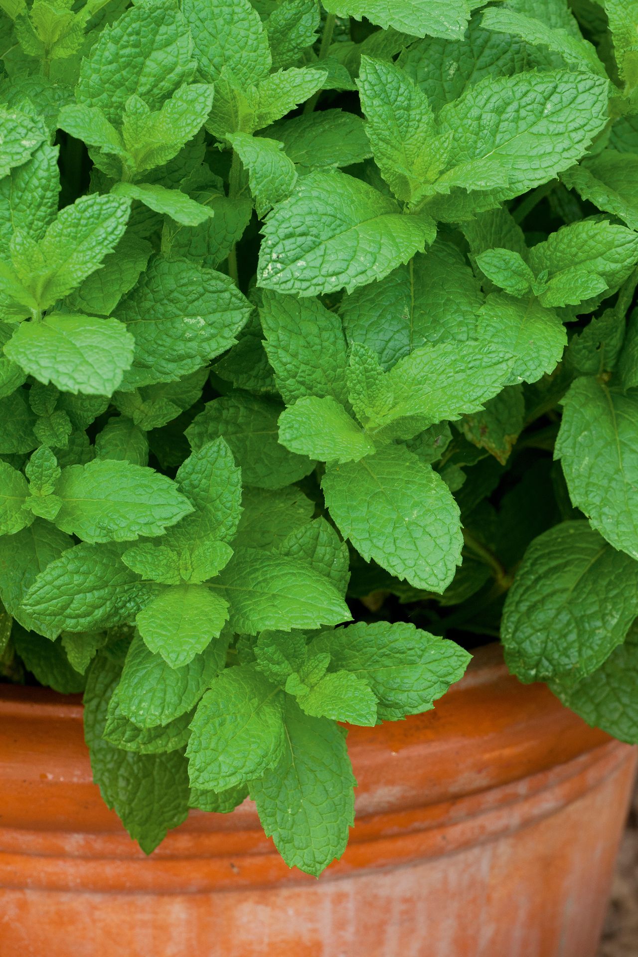 How to grow mint – in pots and borders | Homes and Gardens