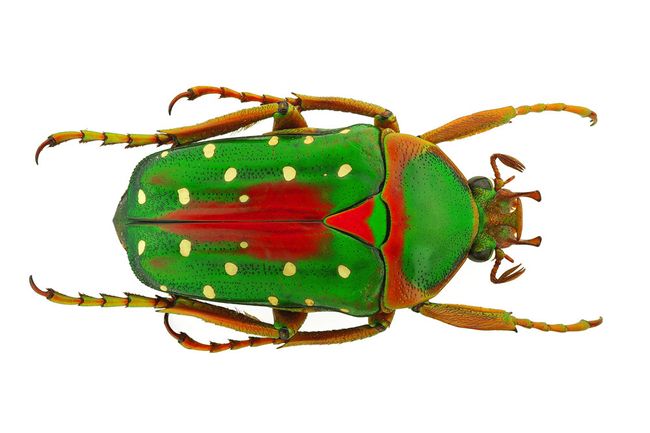 'Tis the Season: Gallery of Festive Insects | Live Science