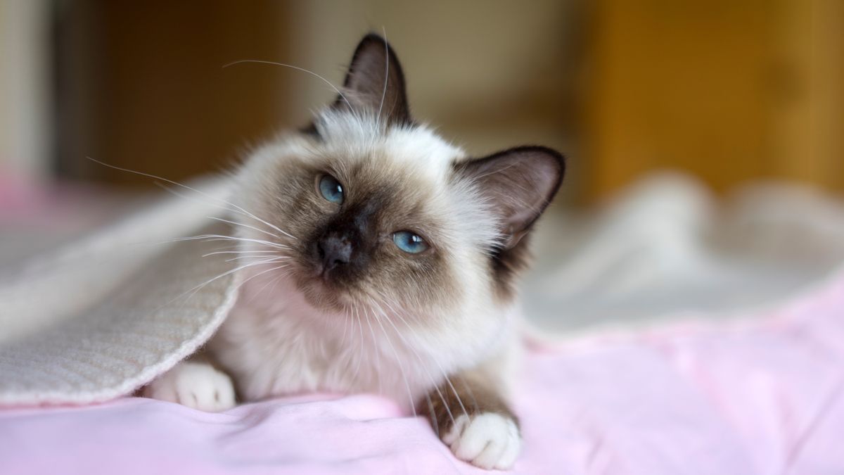 32 best cats for introverts | PetsRadar