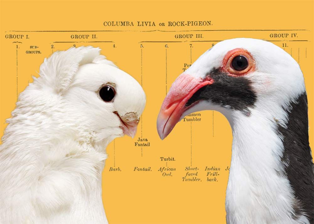 In Photos: Pigeons Show Off Their Fancy Hairdos | Live Science