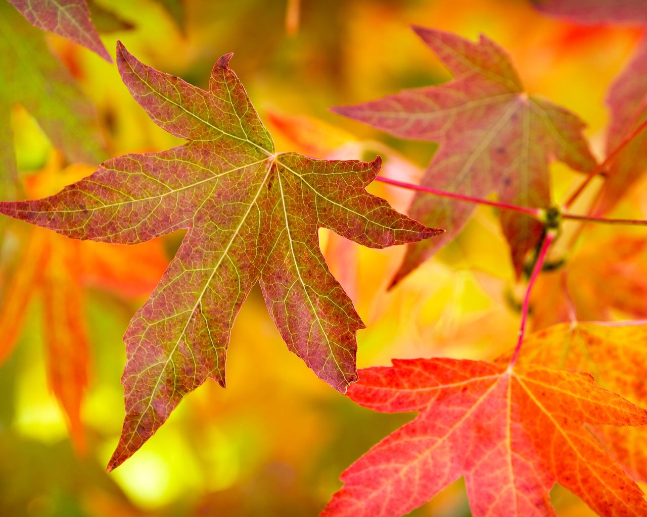 Best trees for fall color: create unbeatable autumn interest | Gardeningetc