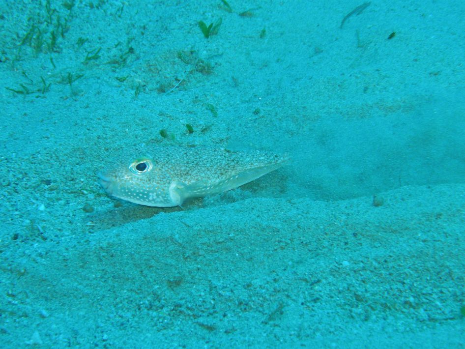 Pufferfish Love Explains Mysterious Underwater Circles | Live Science