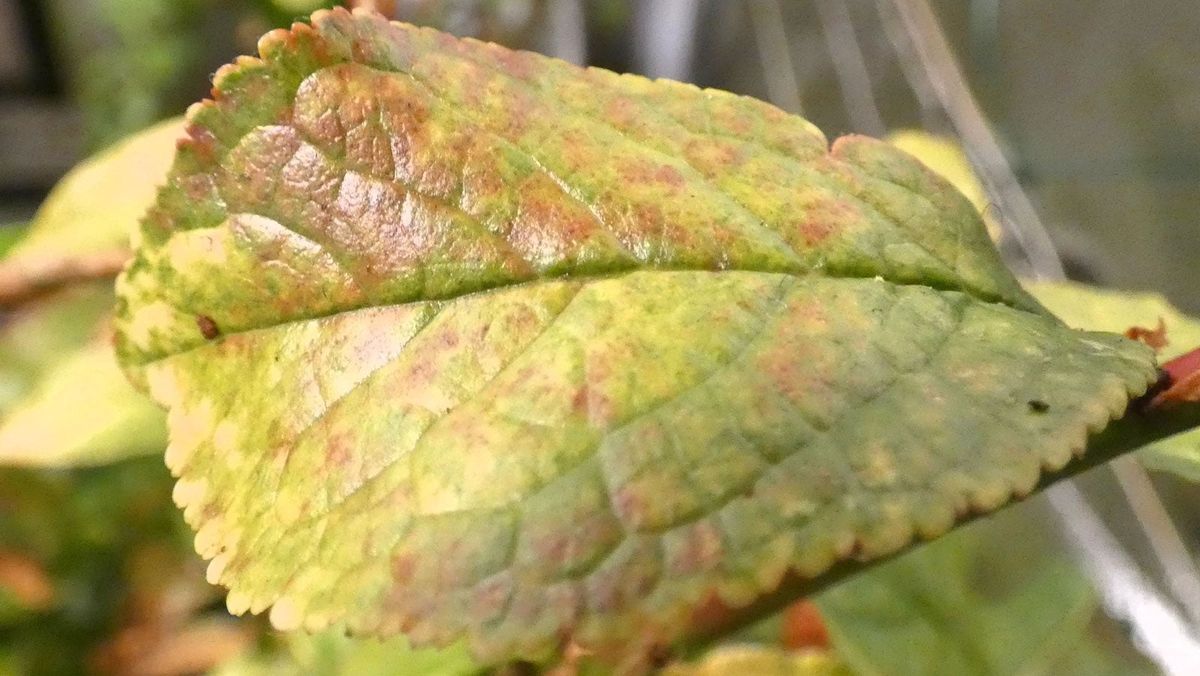 Managing Plums With Rust – Learn About Plum Rust Treatment | Gardening ...