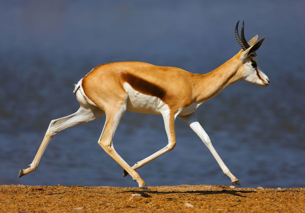 Look Quick: Gallery of the Fastest Beasts on Land | Live Science