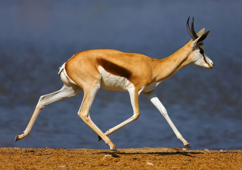 Look Quick: Gallery of the Fastest Beasts on Land | Live Science