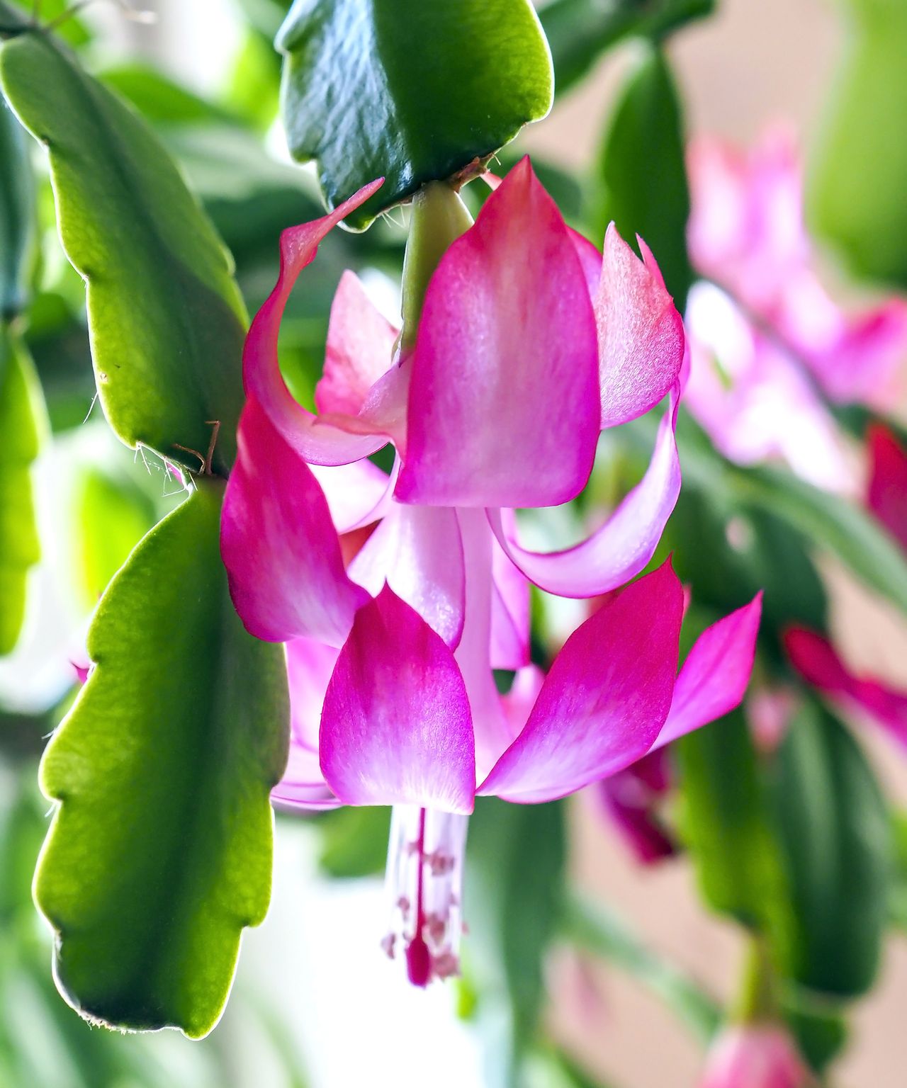 Christmas Cactus Light Requirements for Holiday Blooms | Gardening Know How