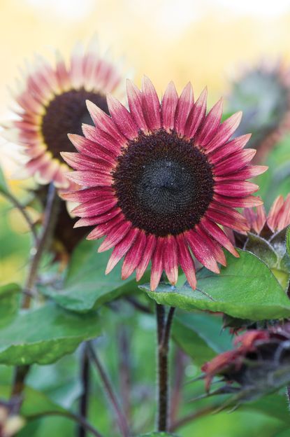 5 things to do in the garden now, and 5 things that can wait until ...