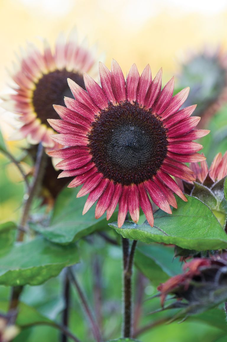 5 things to do in the garden now, and 5 things that can wait until ...