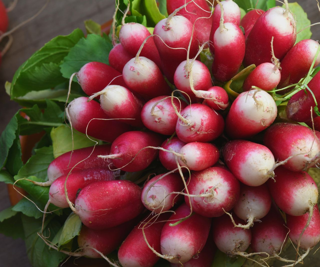 How to grow radishes in pots: expert tips to succeed | Homes and Gardens