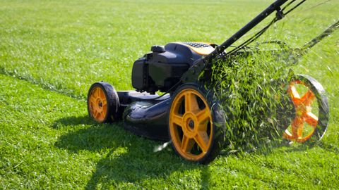9 signs that you’re cutting your grass too short | Tom's Guide