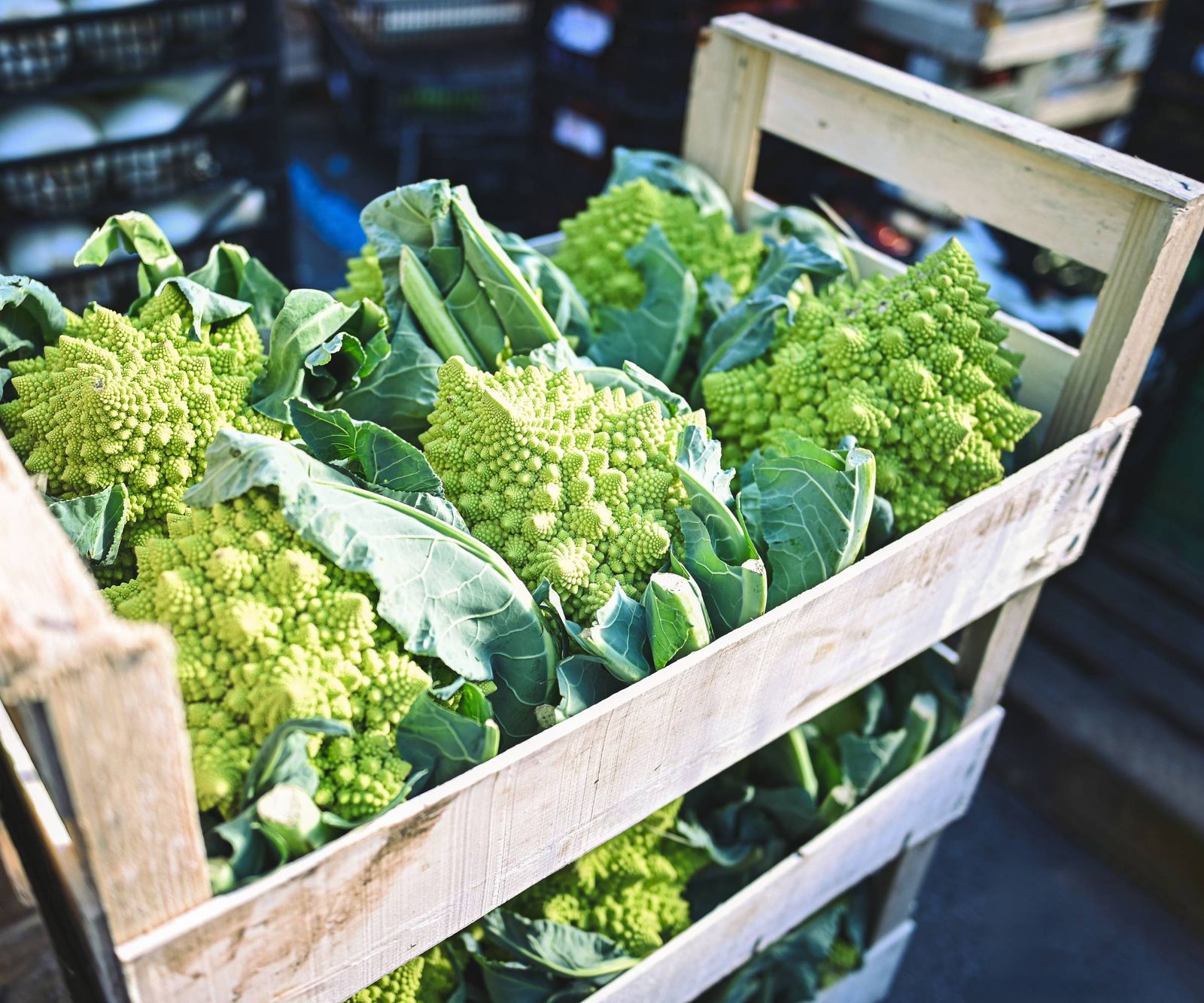 Find Out How To Harvest Broccoli For Tasty, Tender Heads And Stems ...