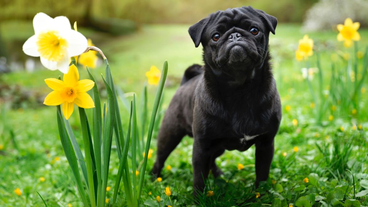 20 wrinkly dog breeds from little pugs to giant mastiffs | PetsRadar